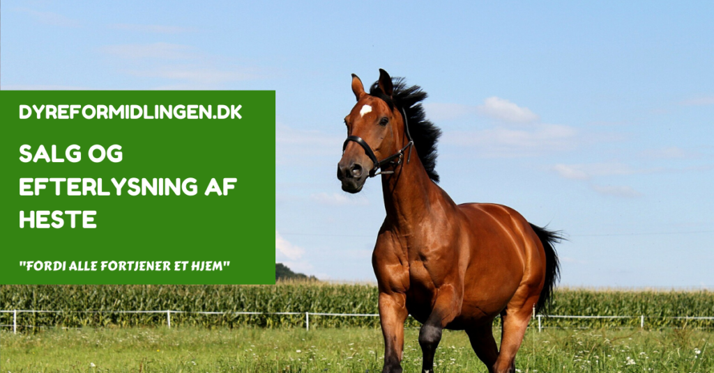 Heste til salg og køb af heste og føl
