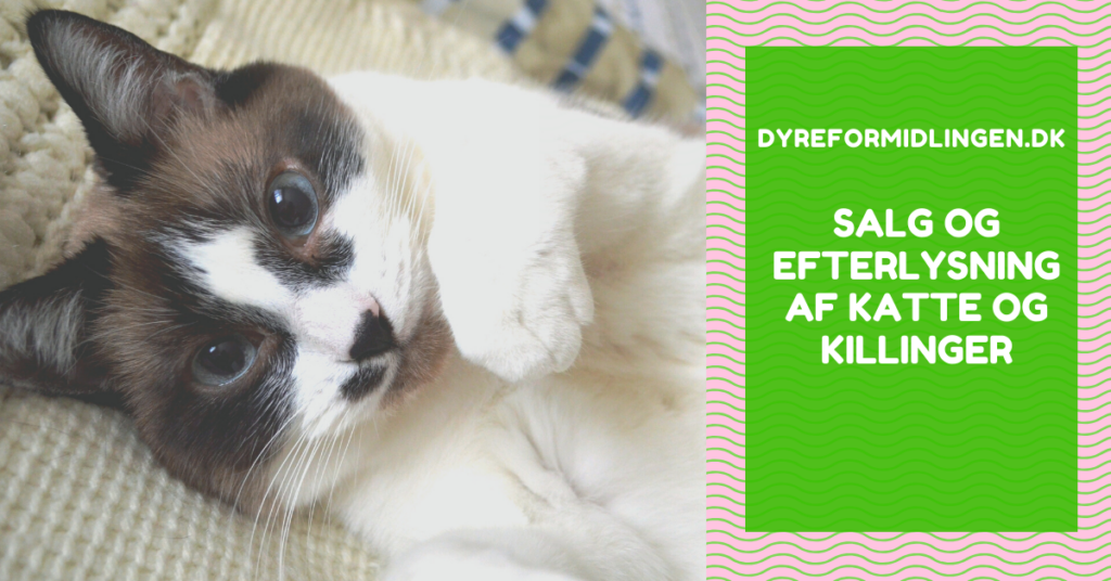 Katte og killinger til salg og salg eller køb af katte og killinger