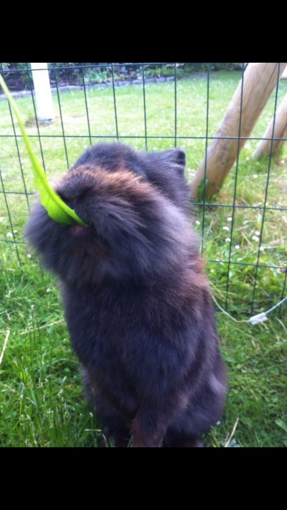 Sort kanin – dyreformidlingen.dk