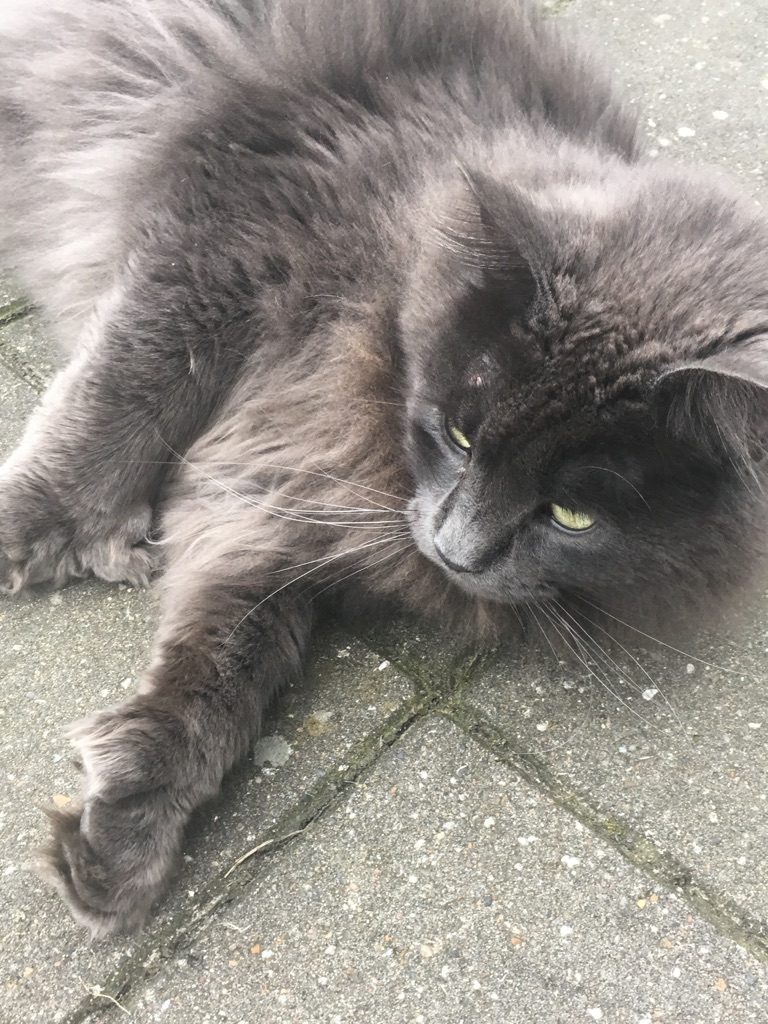 Stor blå Maine Coon savnes – dyreformidlingen.dk