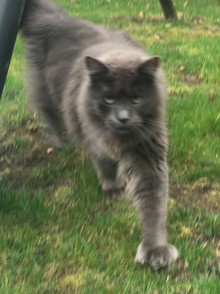 Stor blå Maine Coon savnes – dyreformidlingen.dk