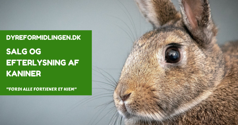 Kanin til salg og køb og salg af kanin og kaninunger
