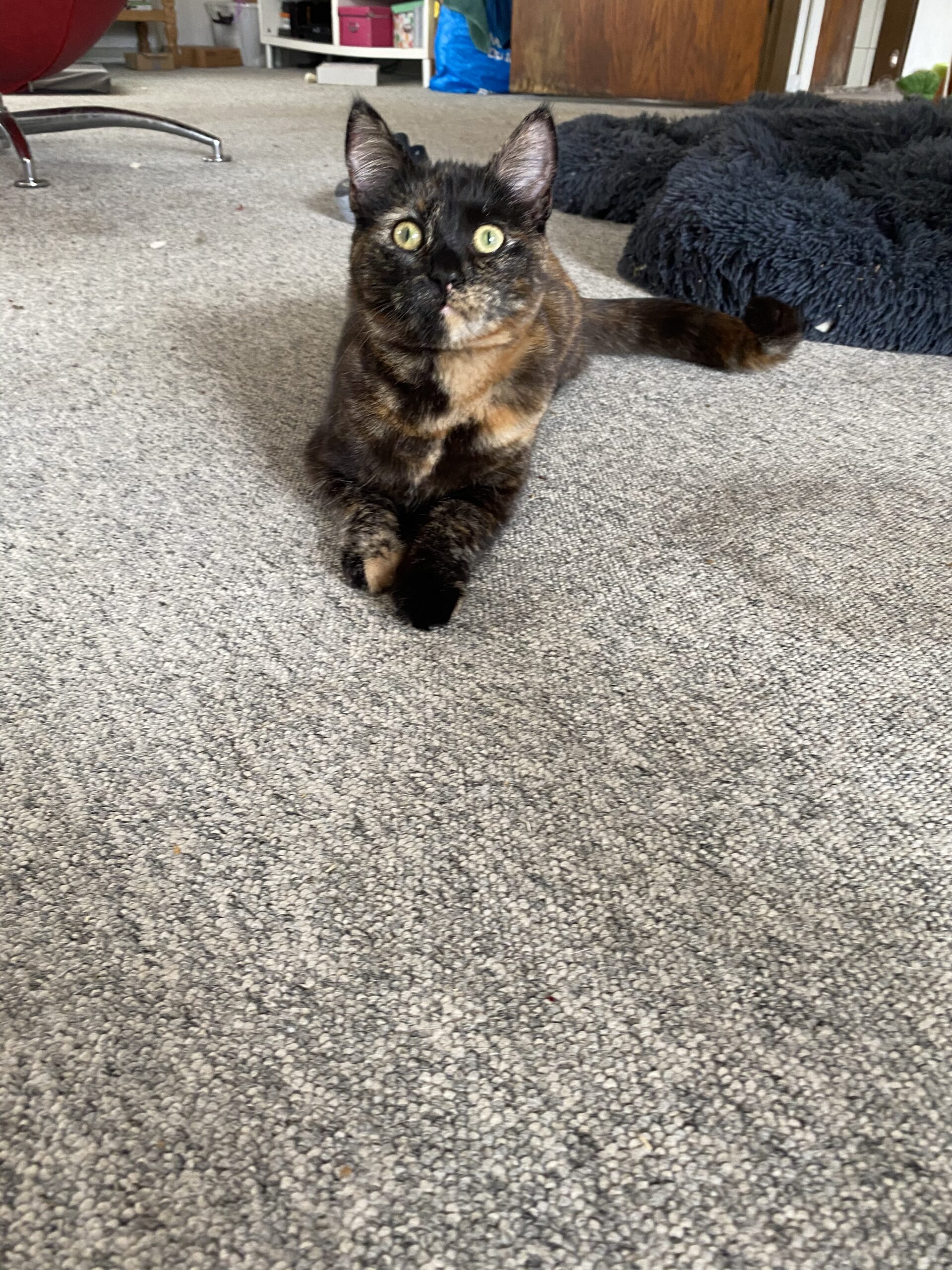 Kattekilling – dyreformidlingen