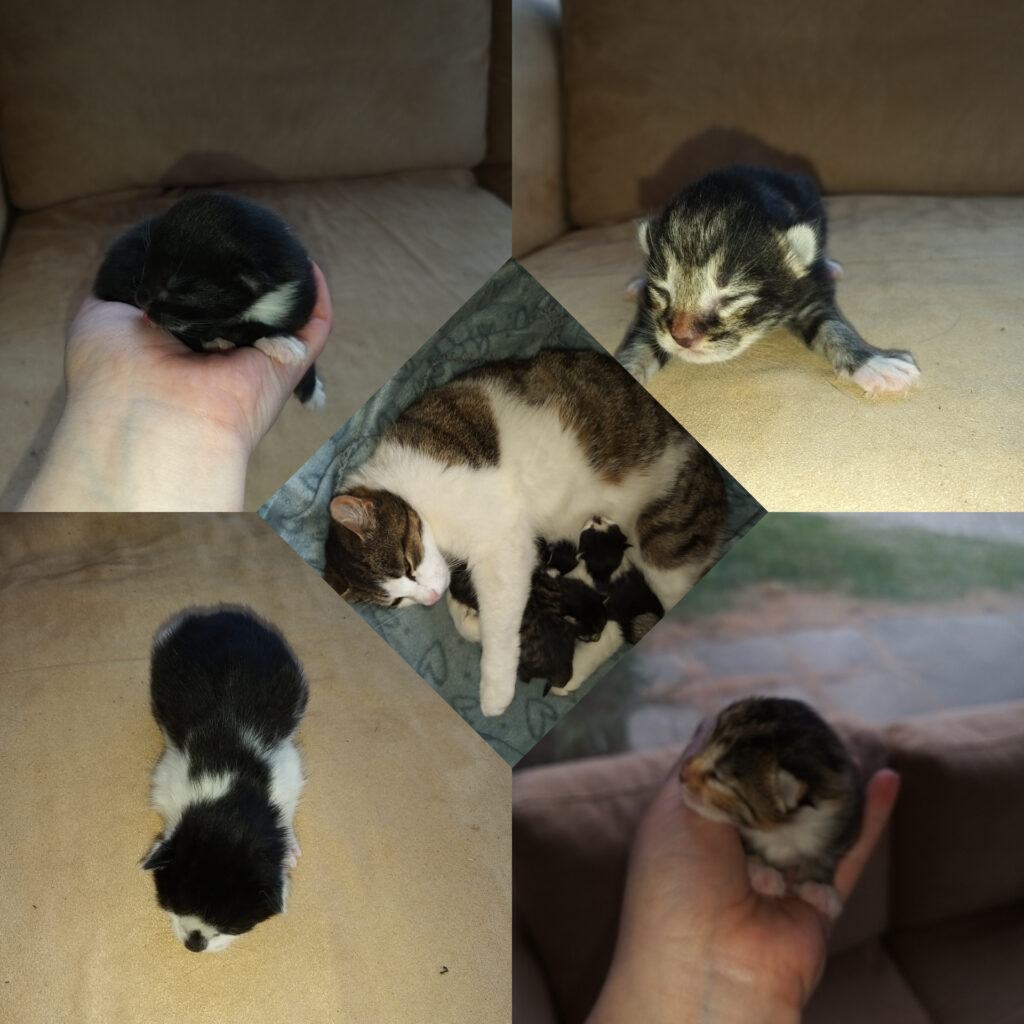 Katte og killinger til salg og salg eller køb af katte og killinger