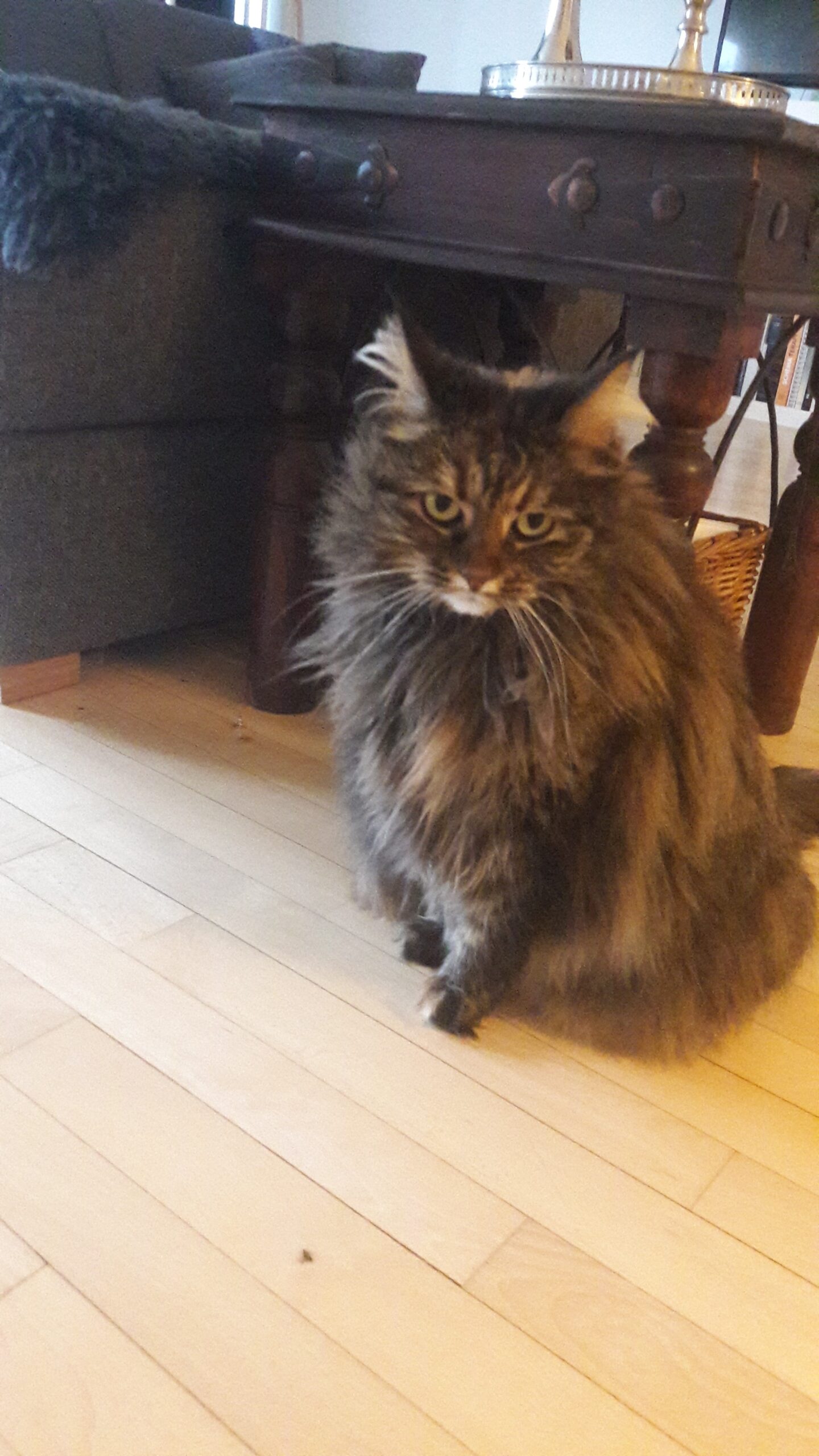 Norsk skov kat, Malu – dyreformidlingen.dk