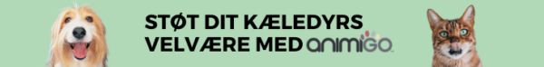 Katte og killinger til salg og salg eller køb af katte og killinger