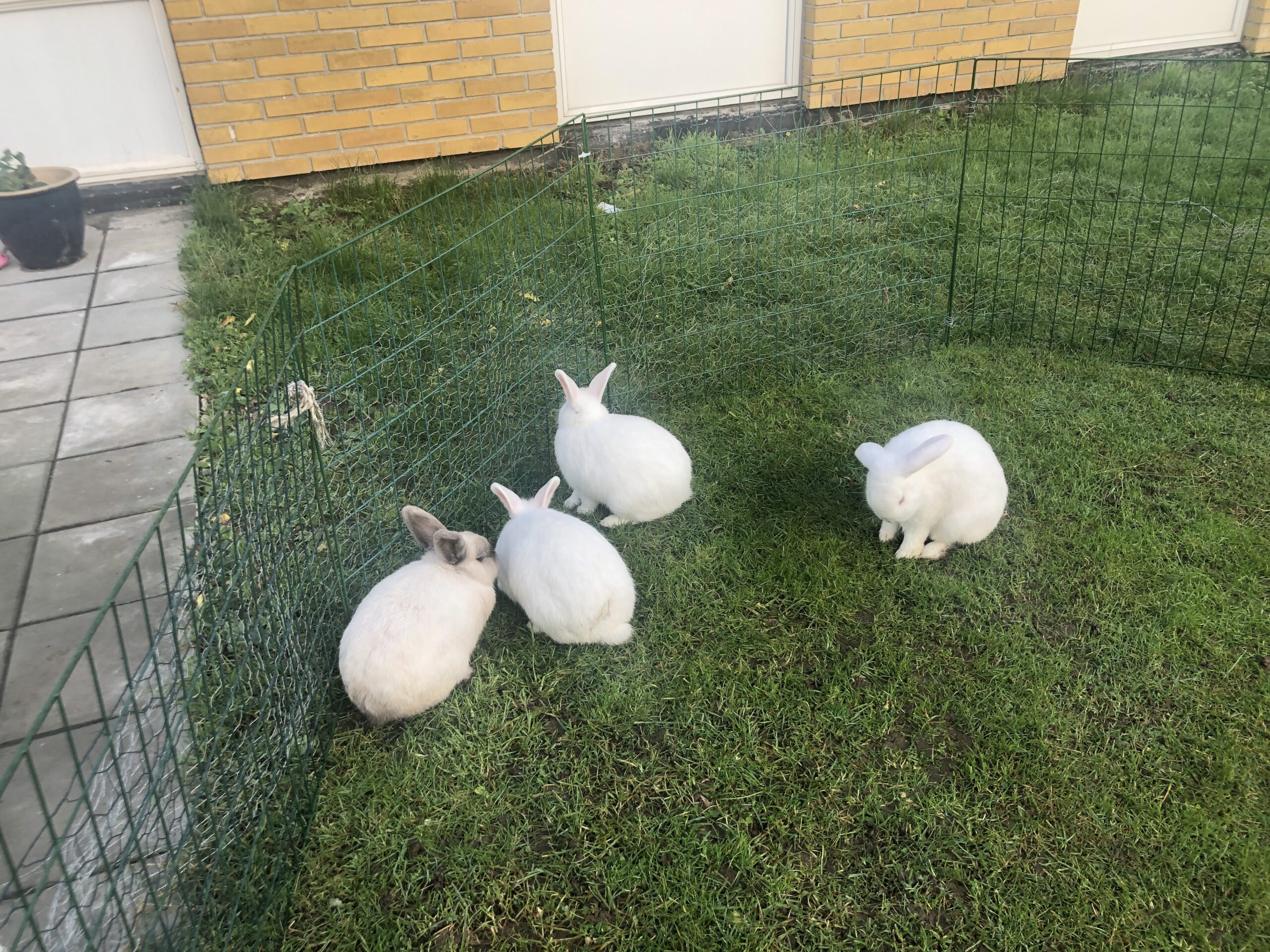 Kaniner – dyreformidlingen