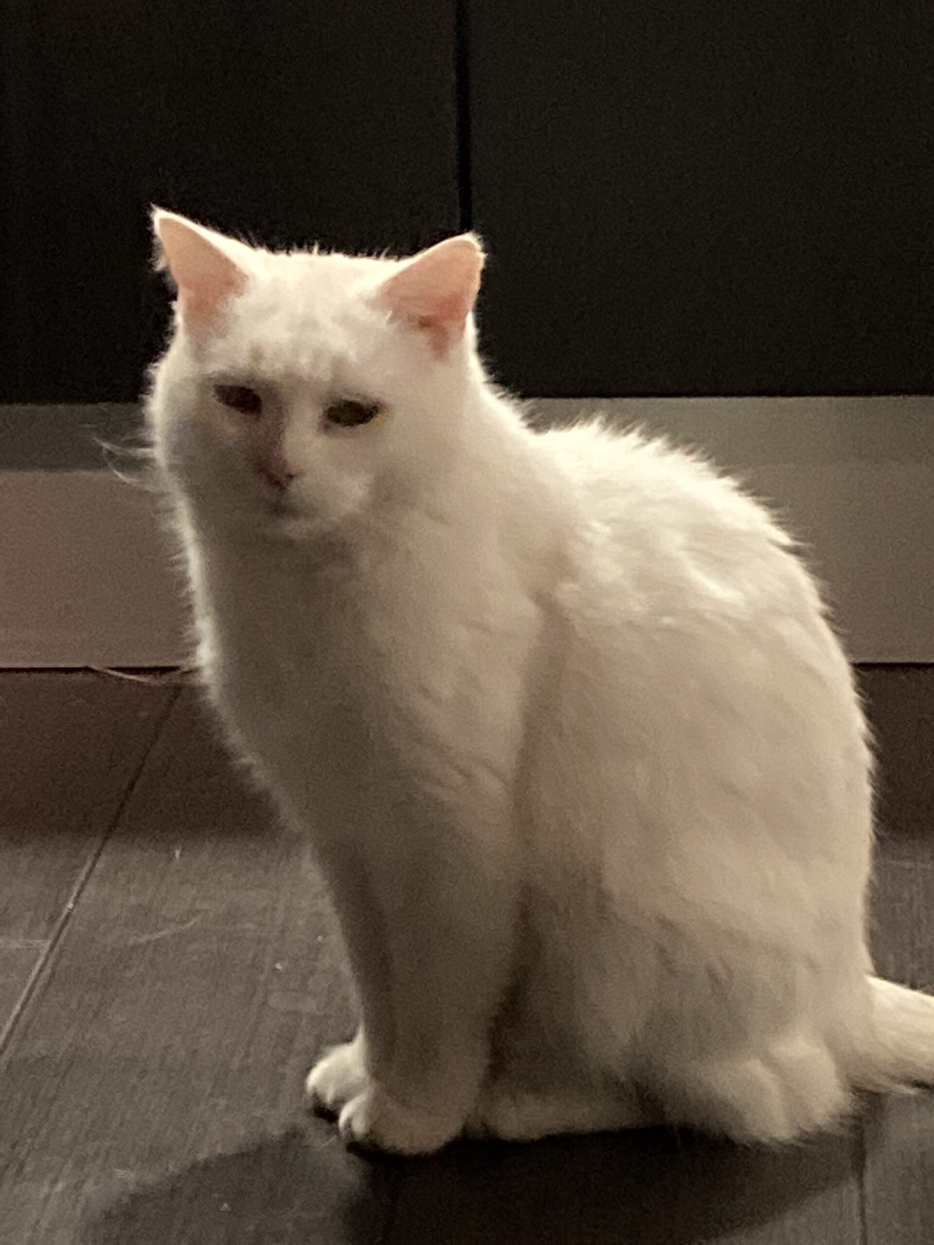 Efterlysning hvid kat – dyreformidlingen.dk