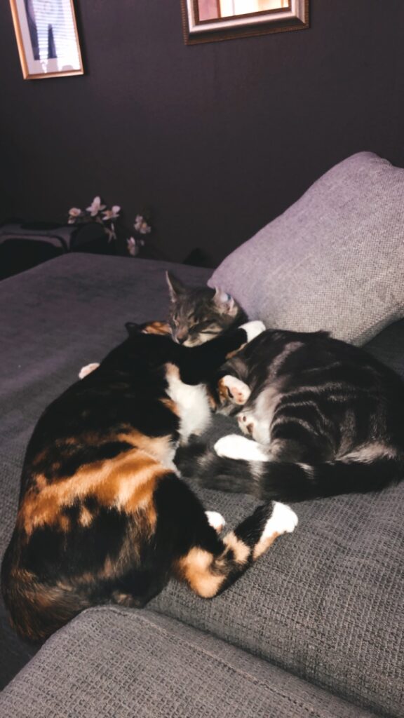 Katte og killinger til salg og salg eller køb af katte og killinger