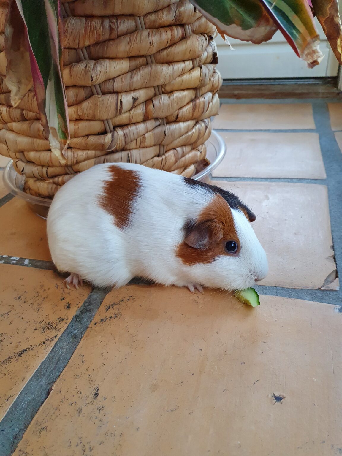 Marsvin til salg og køb og salg af marsvin