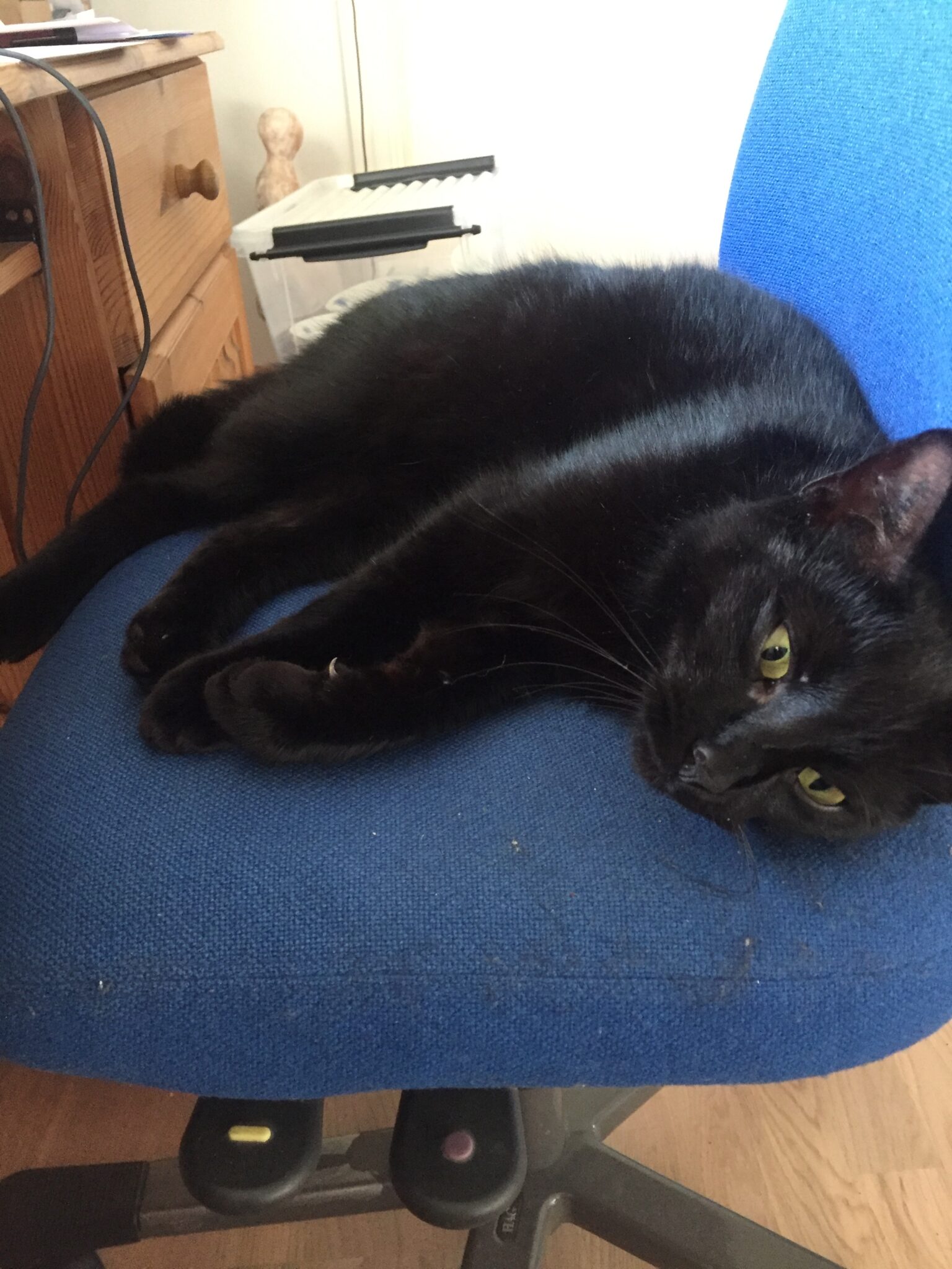 Katte og killinger til salg og salg eller køb af katte og killinger