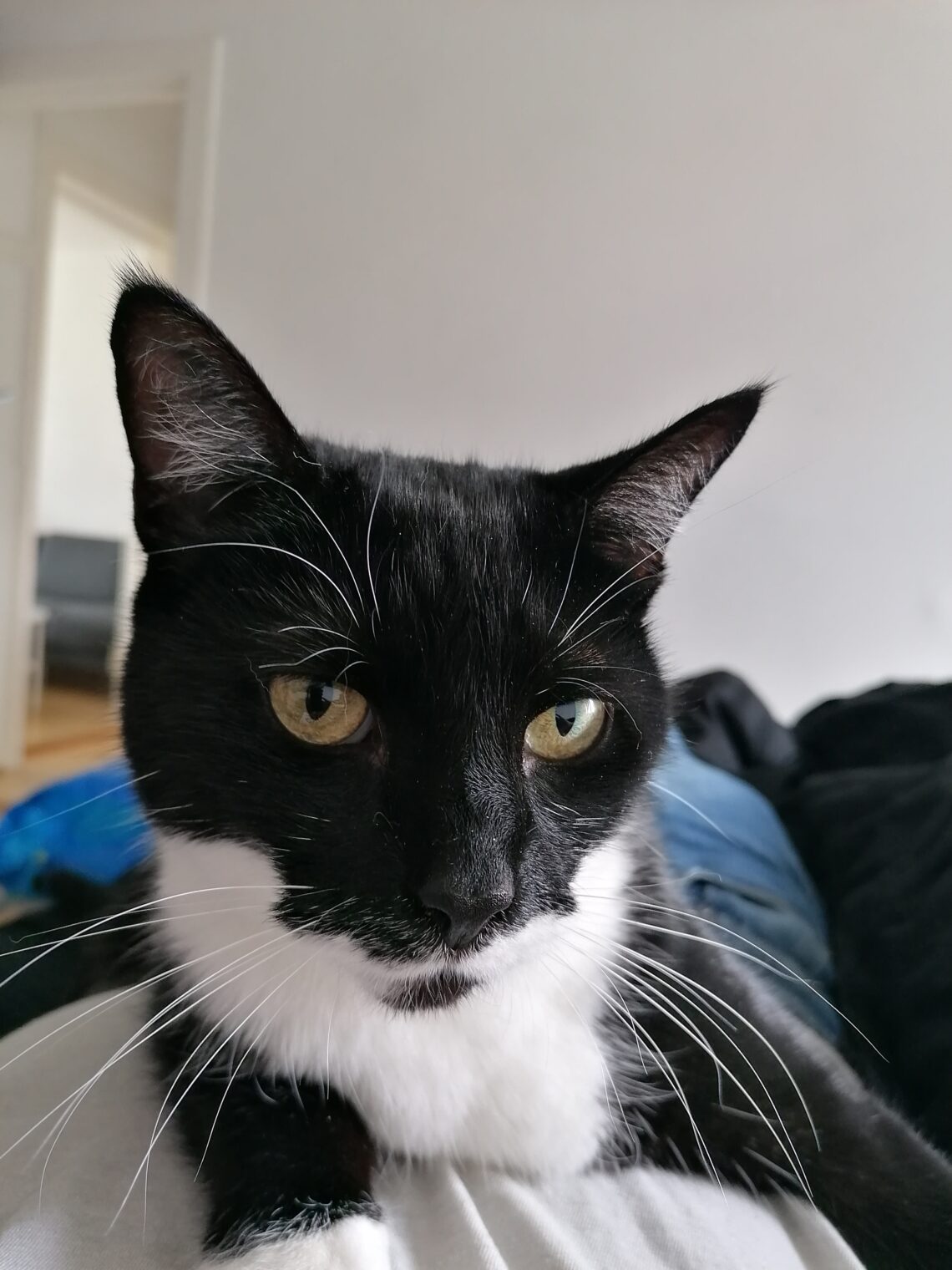 Katte og killinger til salg og salg eller køb af katte og killinger