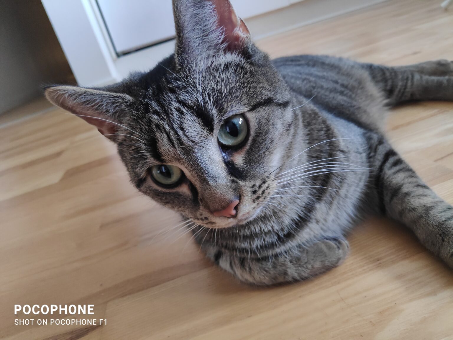 Katte og killinger til salg og salg eller køb af katte og killinger