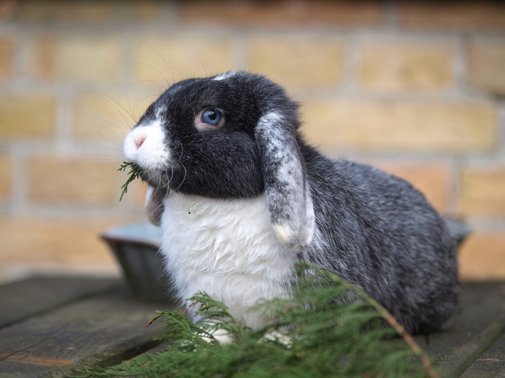 Kanin til salg og køb og salg af kanin og kaninunger