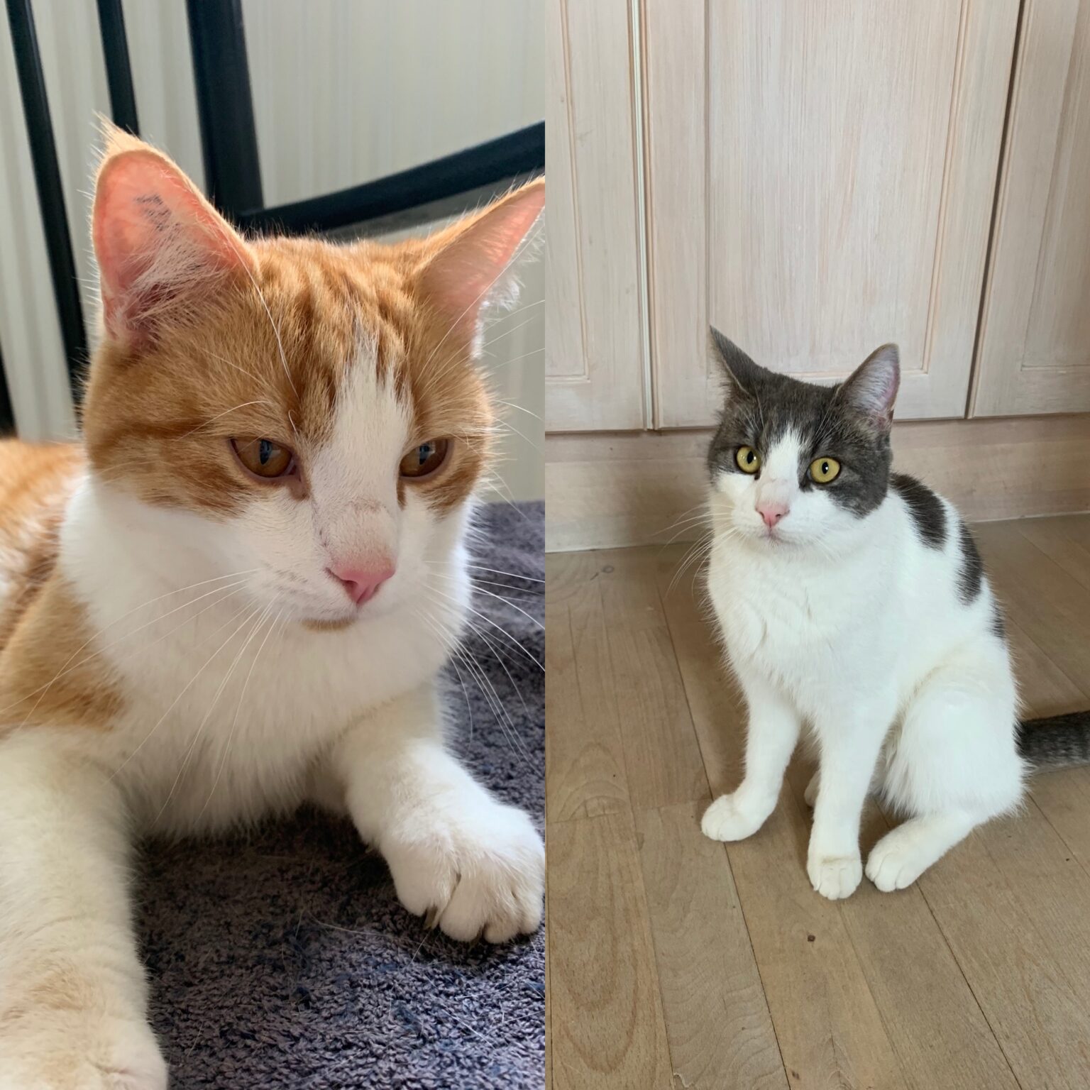 Katte og killinger til salg og salg eller køb af katte og killinger