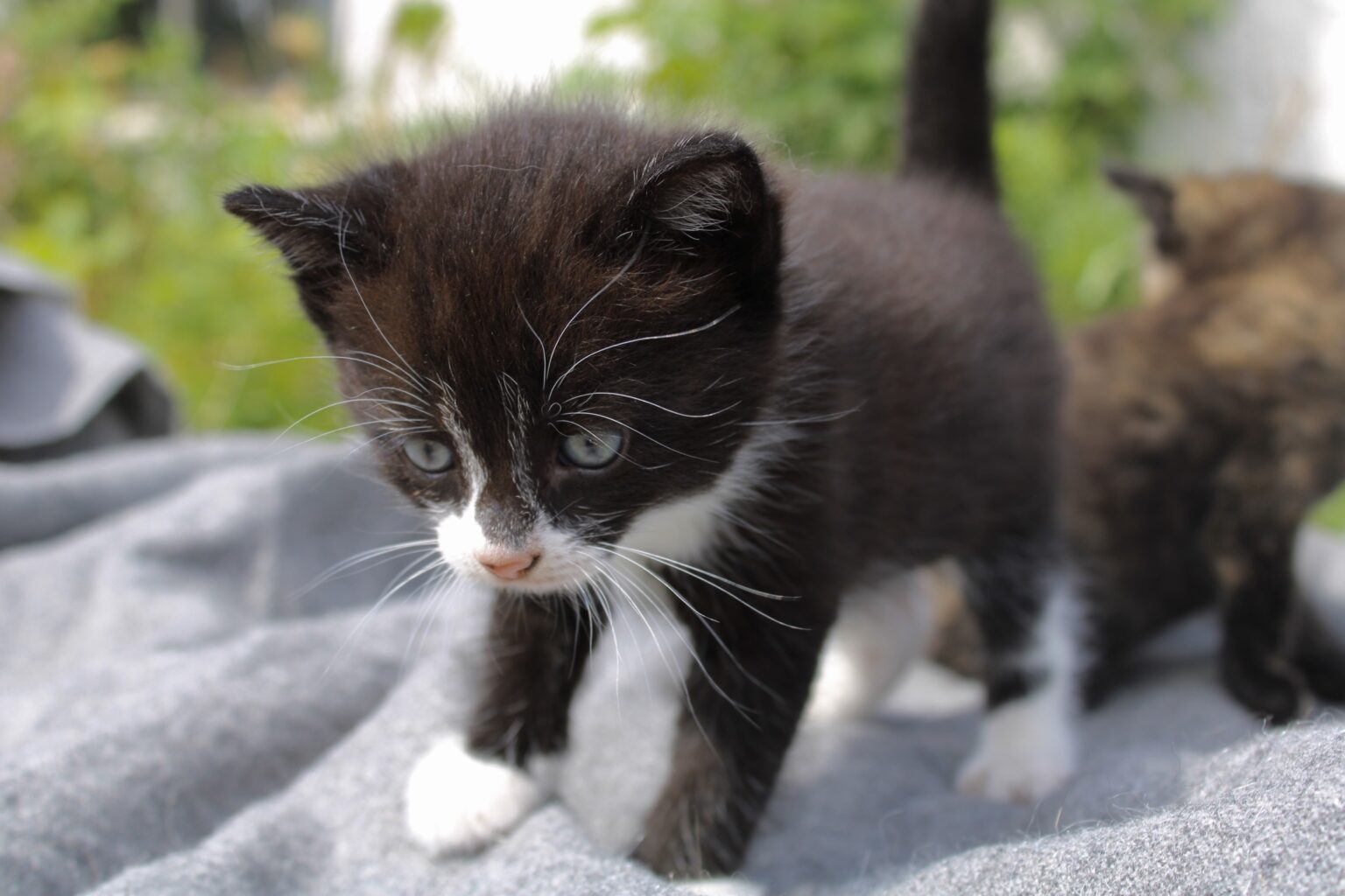 Katte og killinger til salg og salg eller køb af katte og killinger