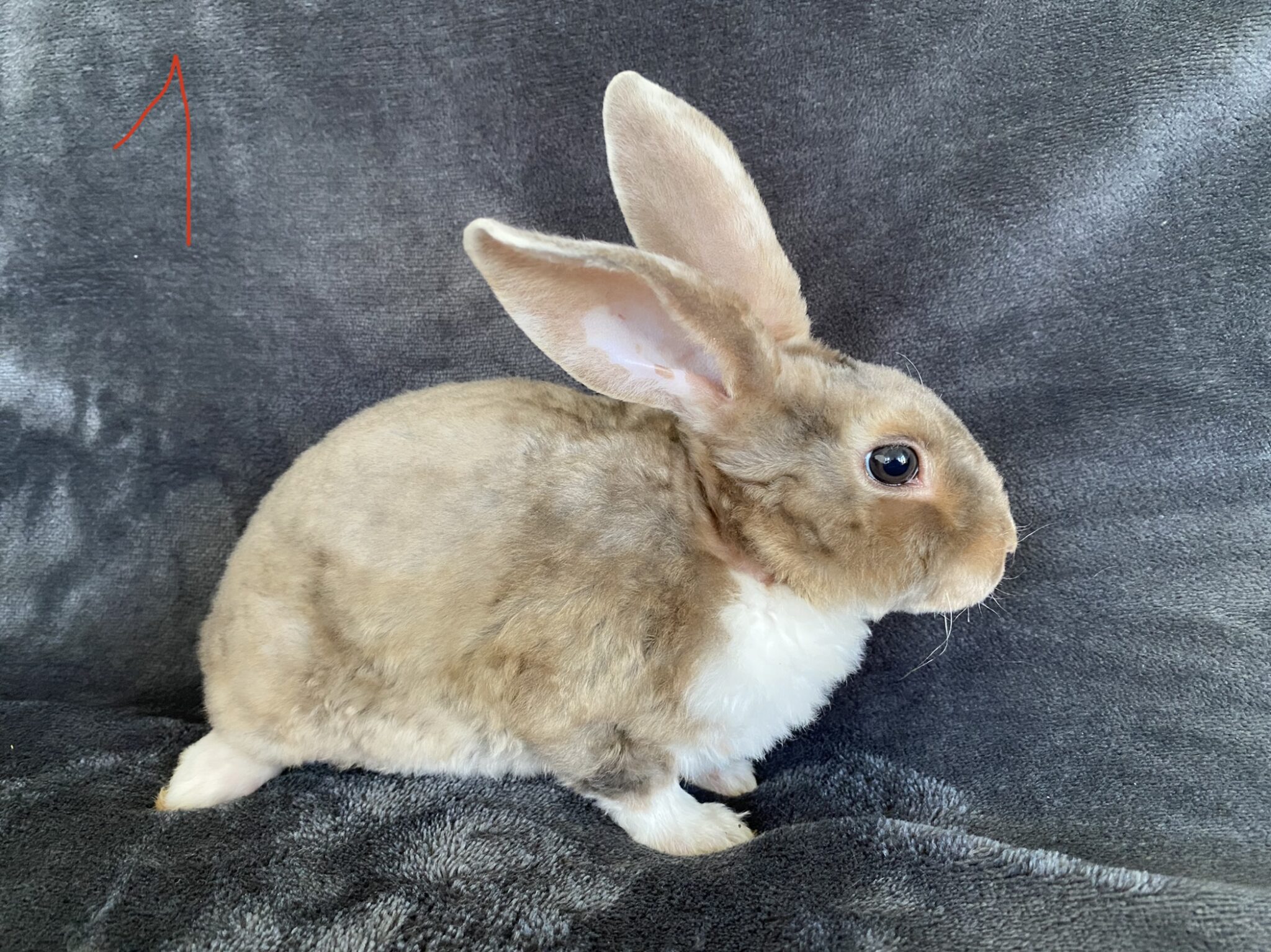 Kanin til salg og køb og salg af kanin og kaninunger