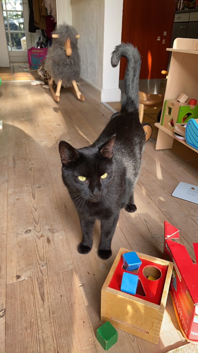 Katte og killinger til salg og salg eller køb af katte og killinger