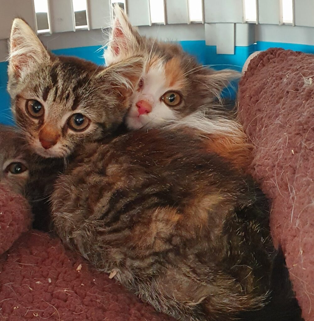 Katte og killinger til salg og salg eller køb af katte og killinger