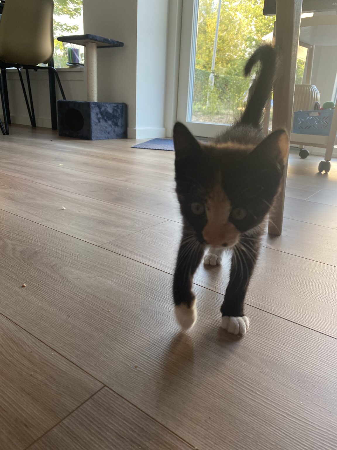 Katte og killinger til salg og salg eller køb af katte og killinger