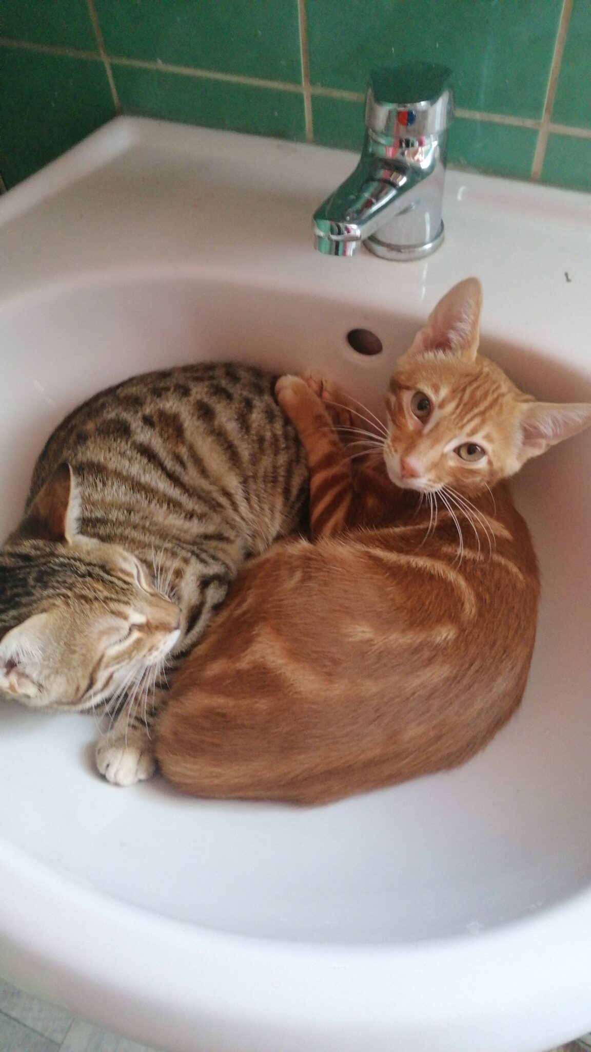 Katte og killinger til salg og salg eller køb af katte og killinger