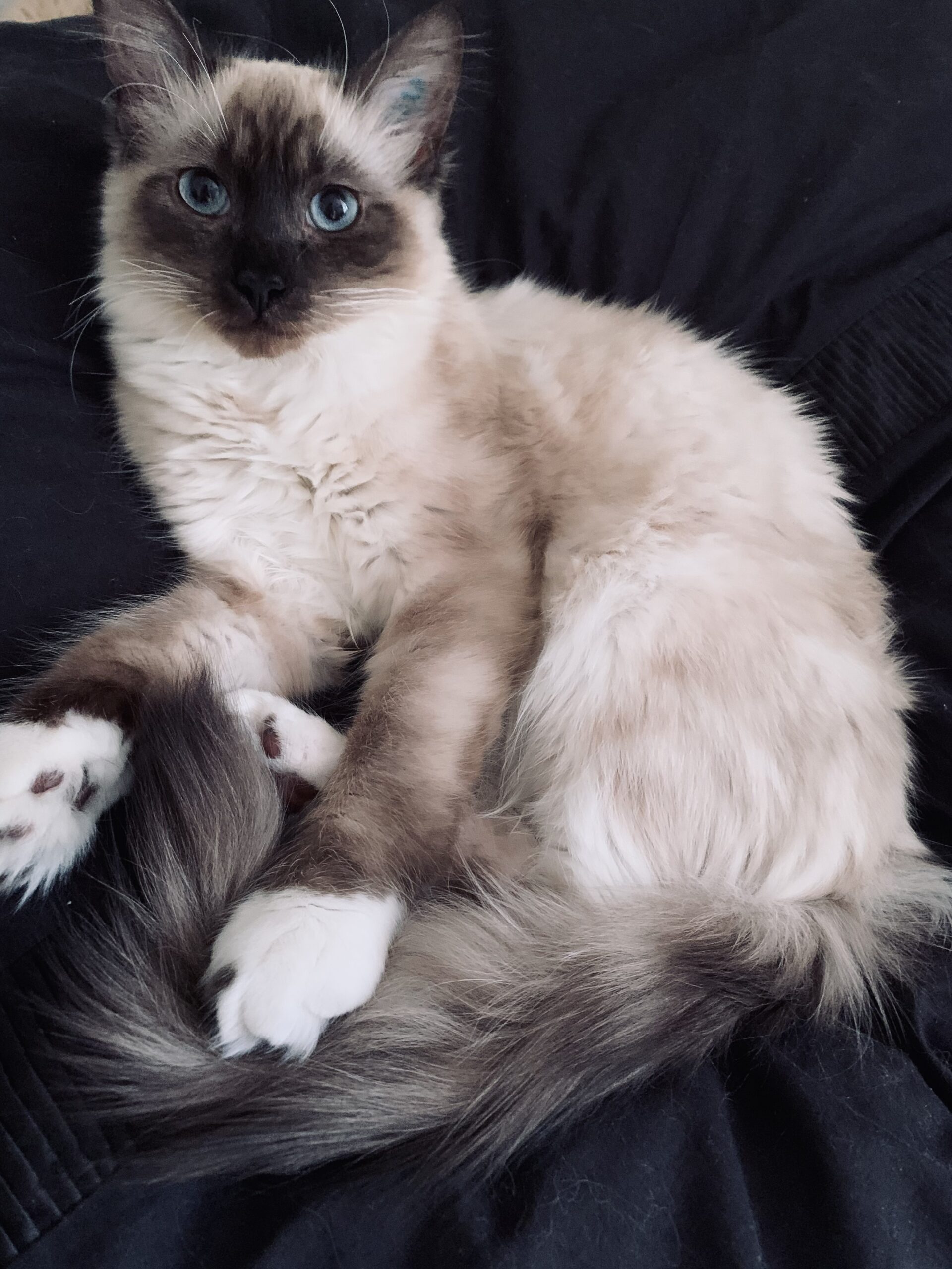 Katte og killinger til salg og salg eller køb af katte og killinger