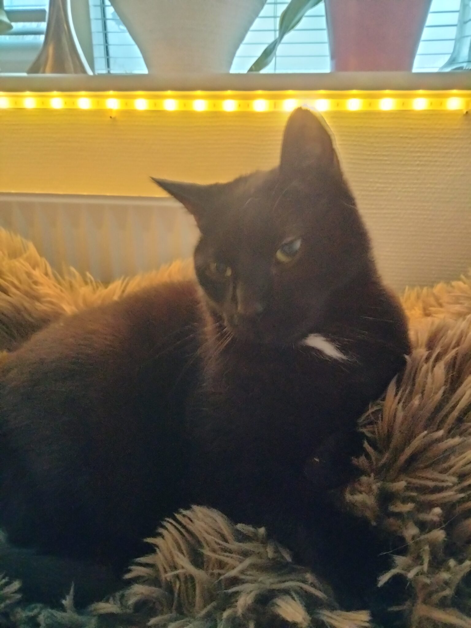 Katte og killinger til salg og salg eller køb af katte og killinger