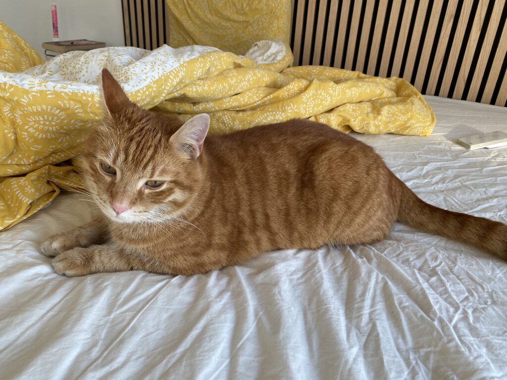 Katte og killinger til salg og salg eller køb af katte og killinger