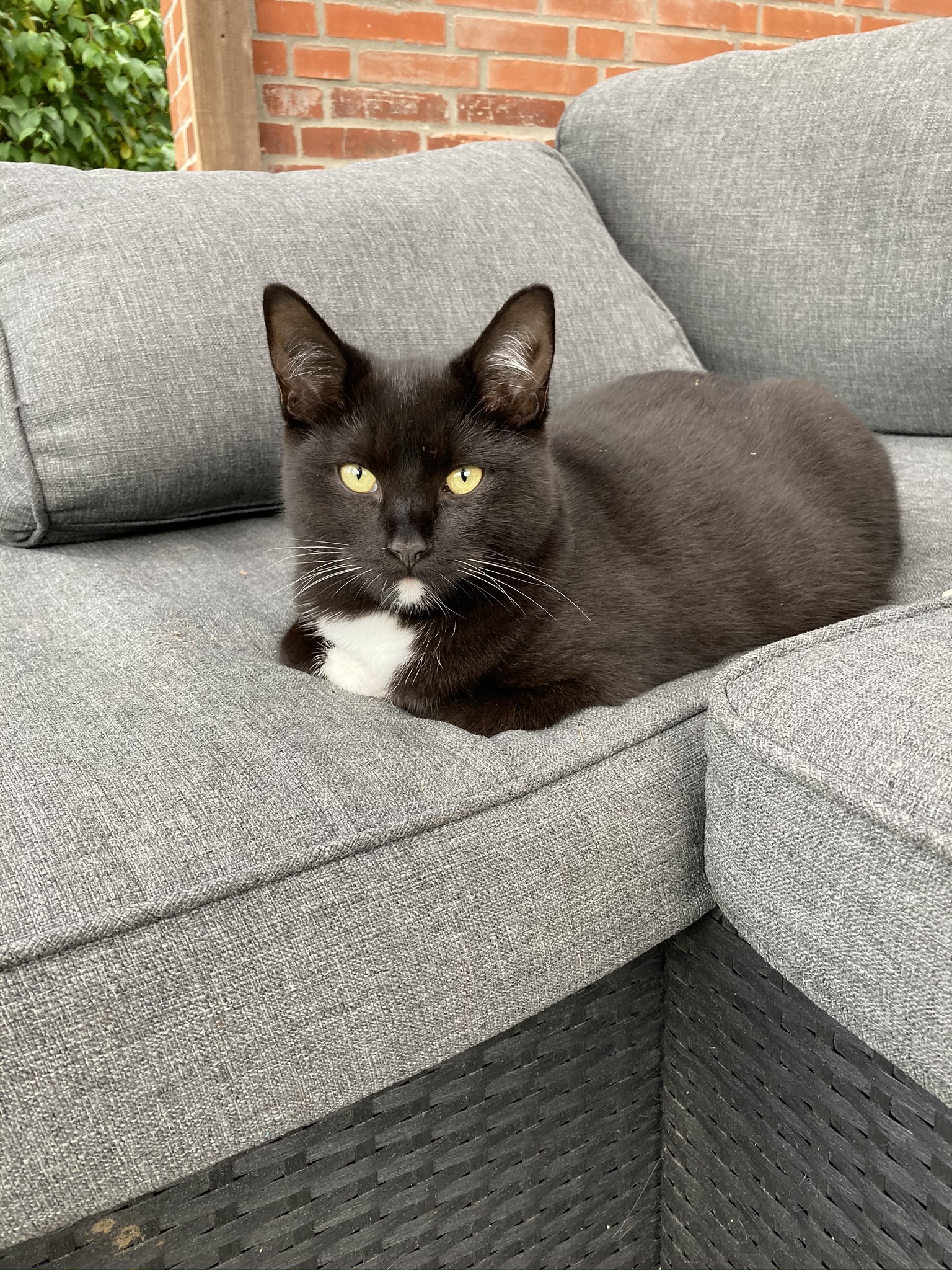 Sort kat med hvide poter savnes – dyreformidlingen.dk