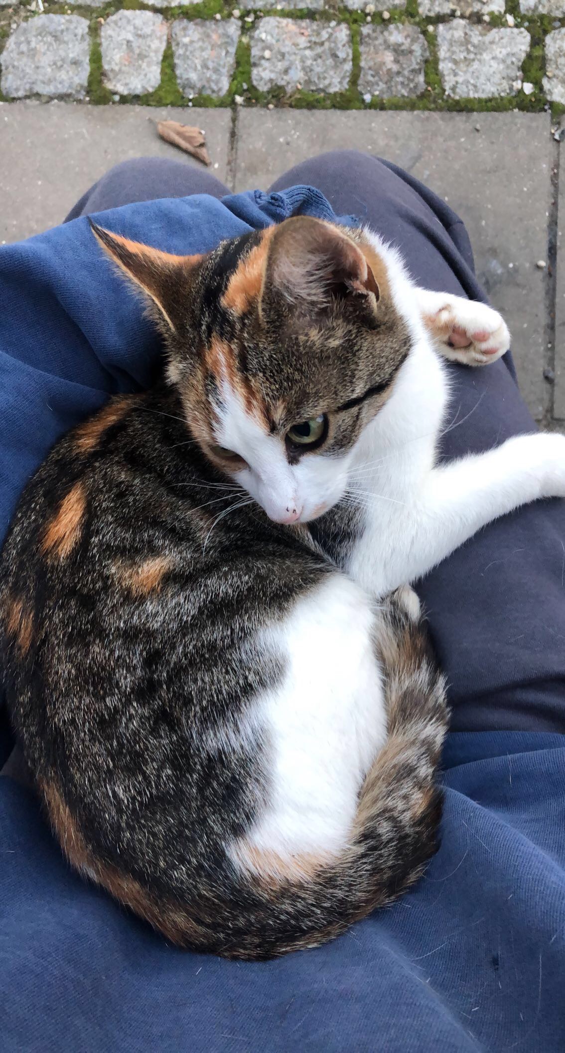 Katte og killinger til salg og salg eller køb af katte og killinger