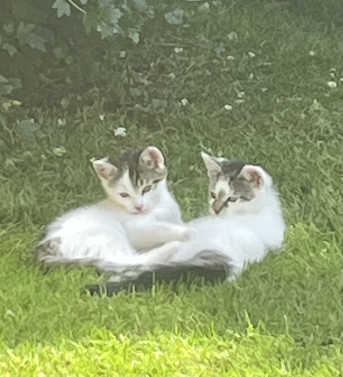 Katte og killinger til salg og salg eller køb af katte og killinger