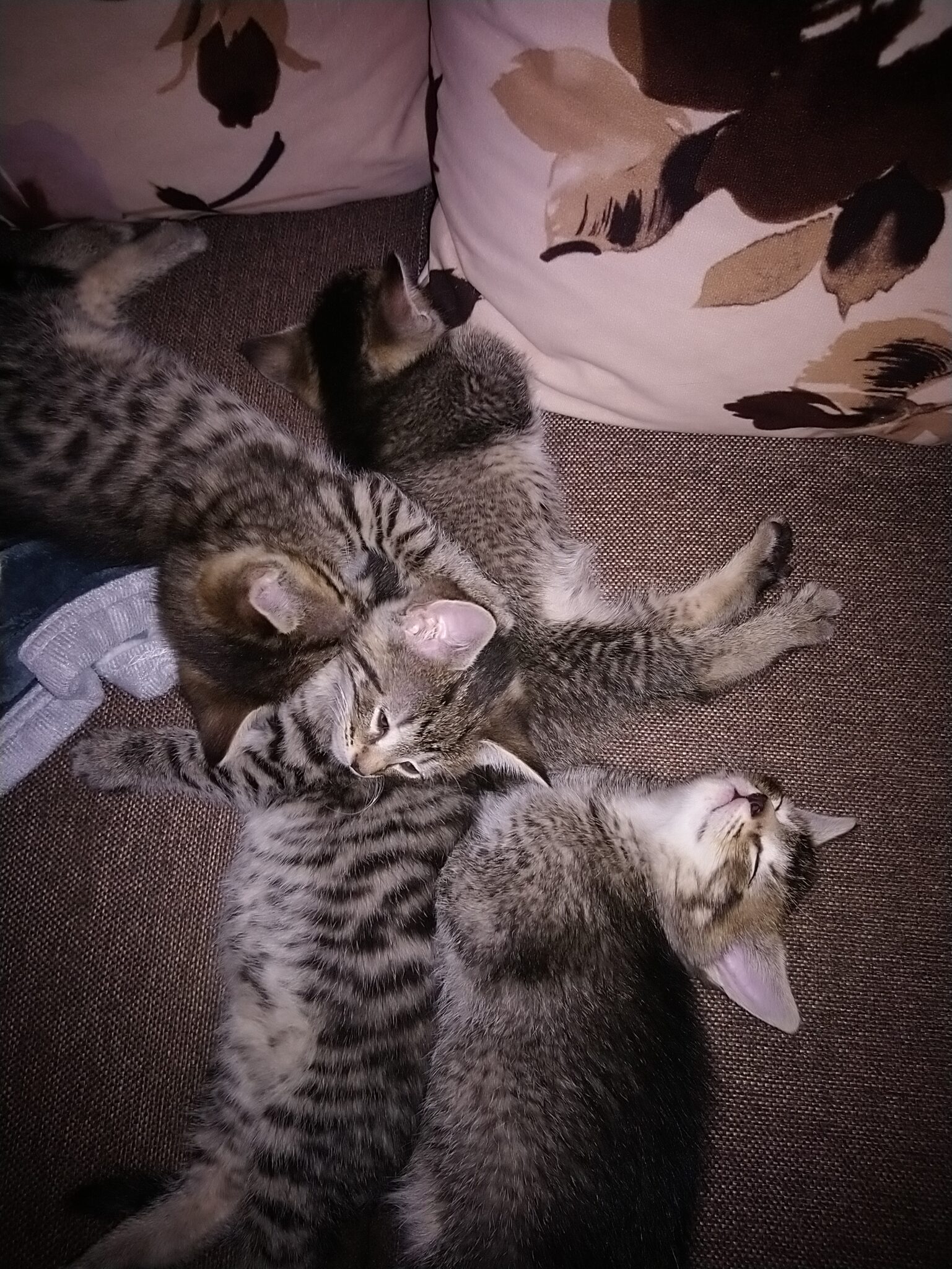 Katte og killinger til salg og salg eller køb af katte og killinger