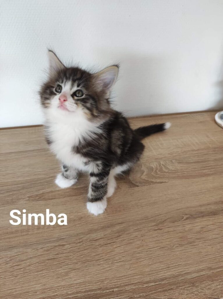 Katte og killinger til salg og salg eller køb af katte og killinger