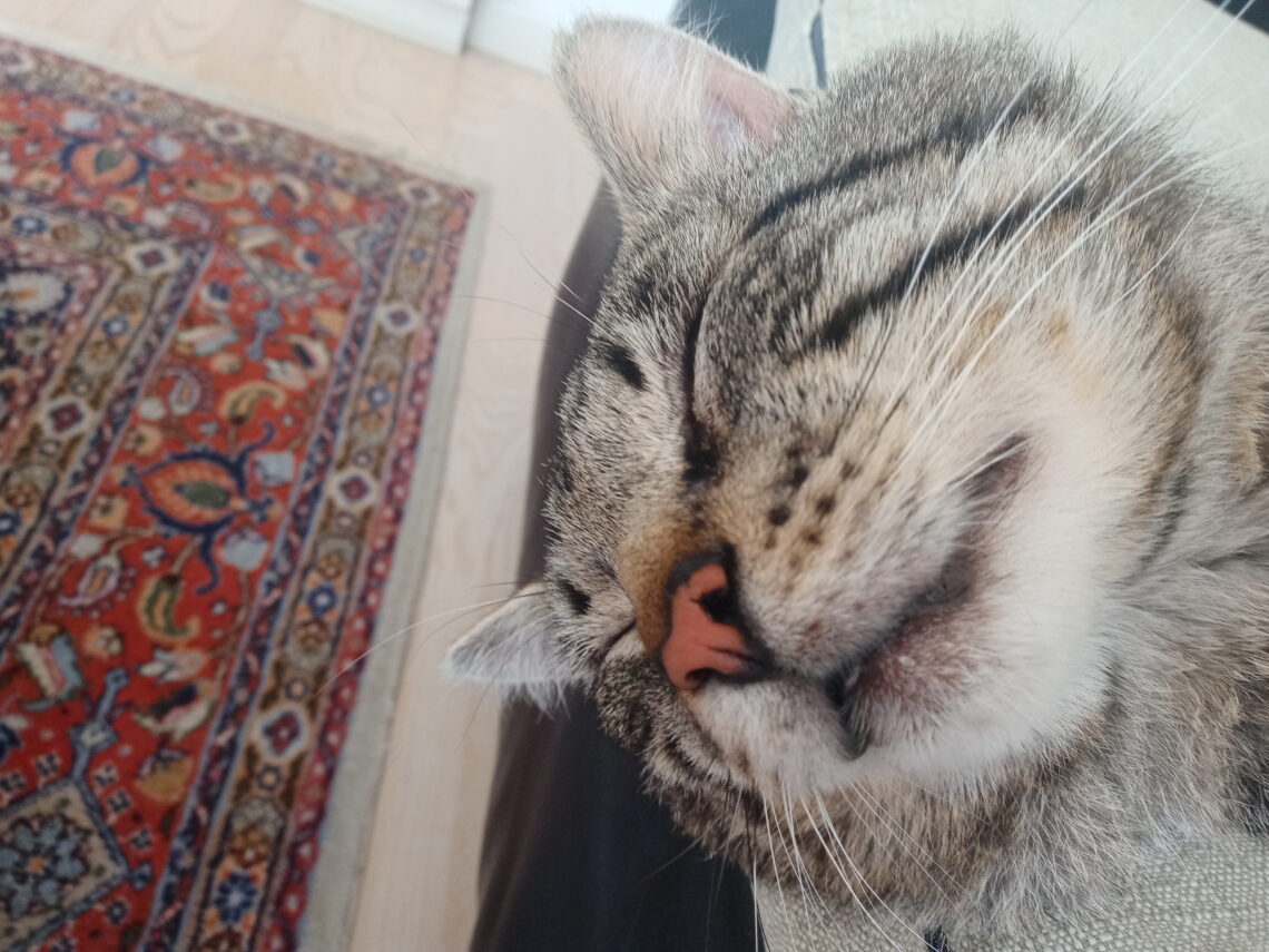 Katte og killinger til salg og salg eller køb af katte og killinger