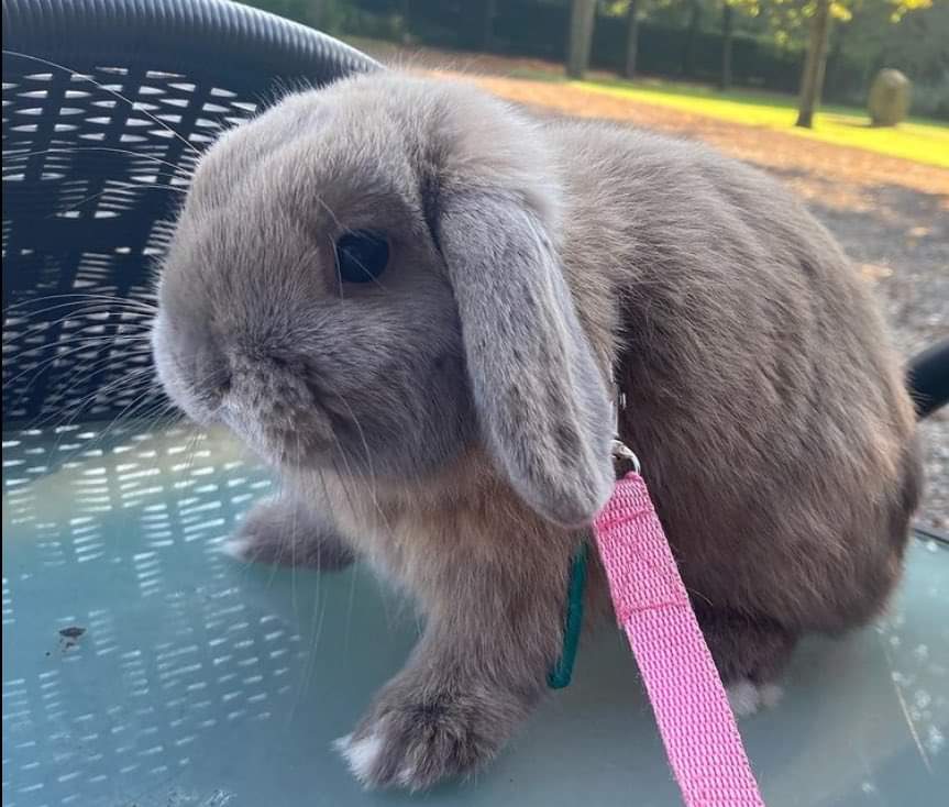 Kanin til salg og køb og salg af kanin og kaninunger