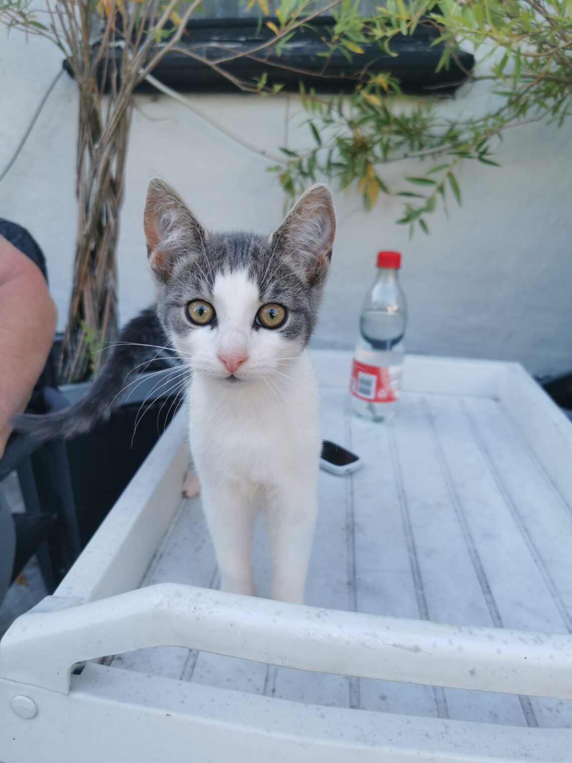 Katte og killinger til salg og salg eller køb af katte og killinger