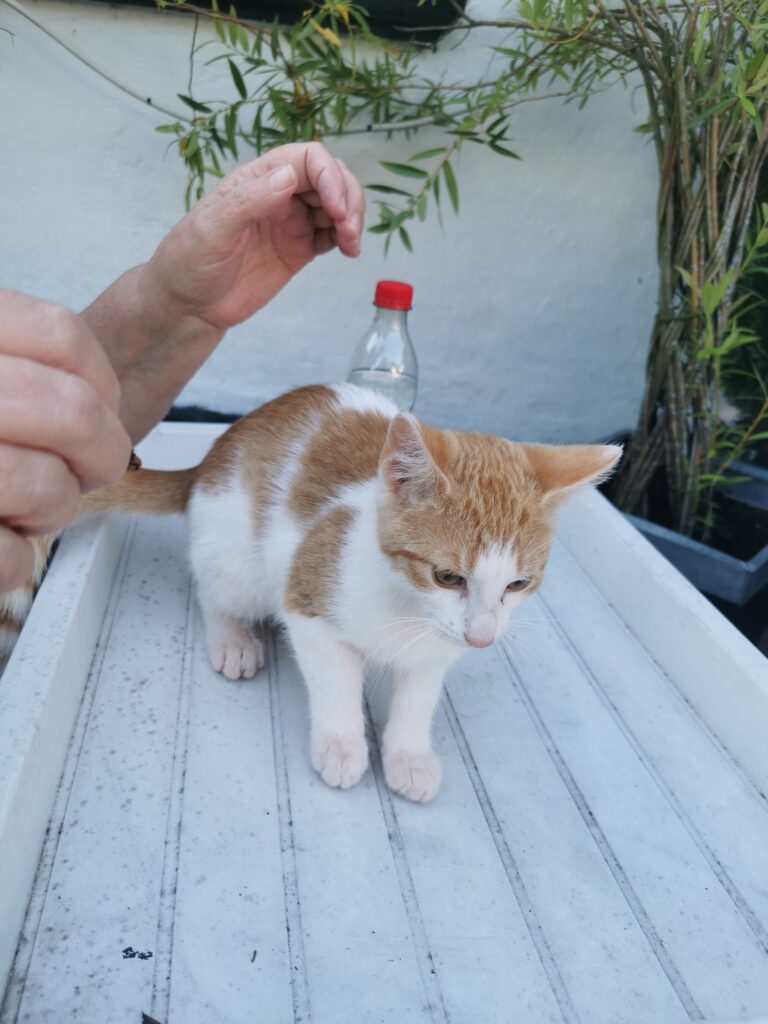 Katte og killinger til salg og salg eller køb af katte og killinger