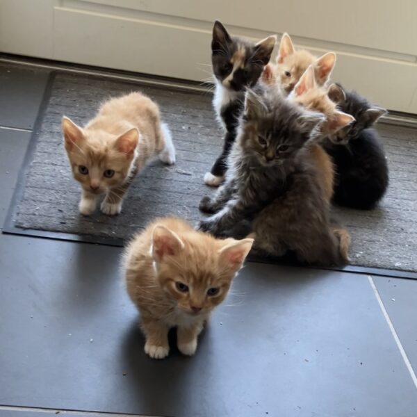 Katte og killinger til salg og salg eller køb af katte og killinger