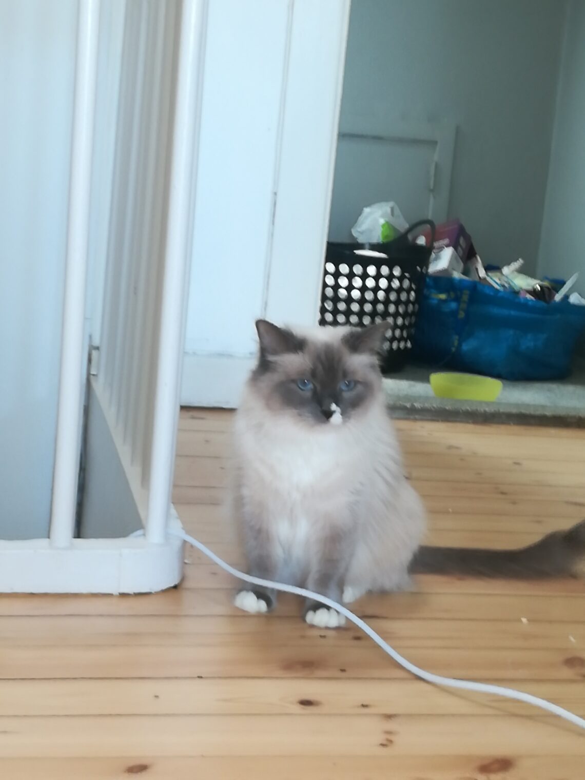 Katte og killinger til salg og salg eller køb af katte og killinger