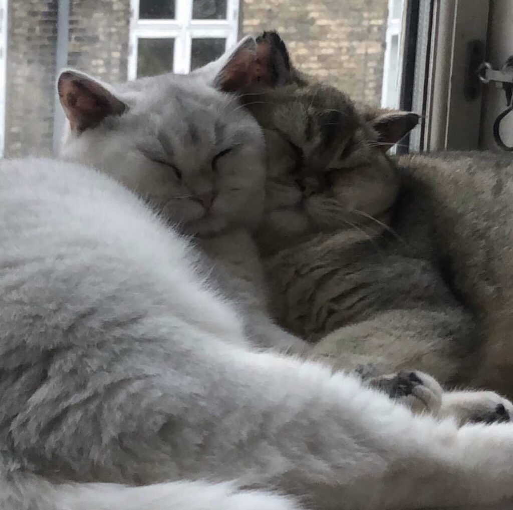 Katte og killinger til salg og salg eller køb af katte og killinger