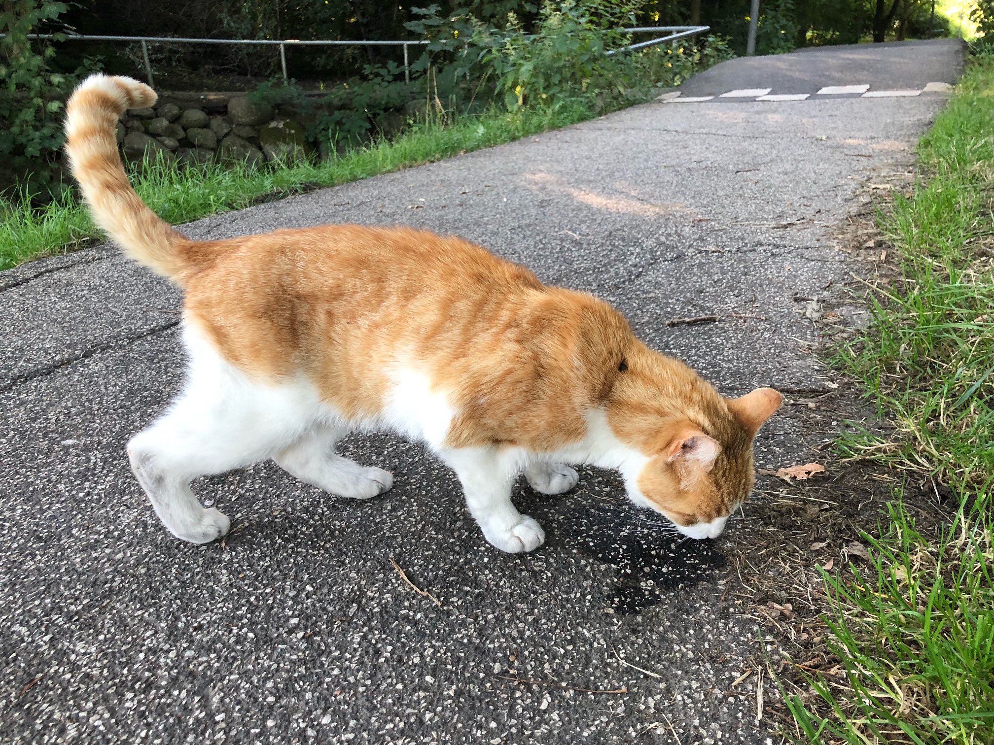 Rød-hvid kat fundet Randers NØ – dyreformidlingen.dk