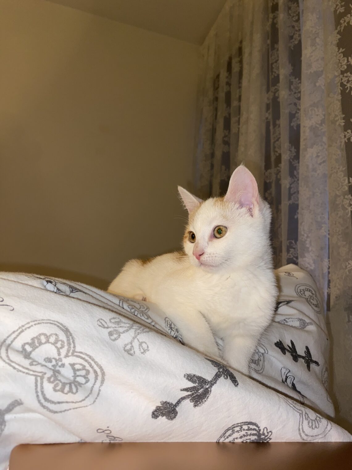 Katte og killinger til salg og salg eller køb af katte og killinger