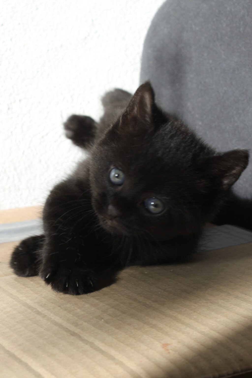 Katte og killinger til salg og salg eller køb af katte og killinger