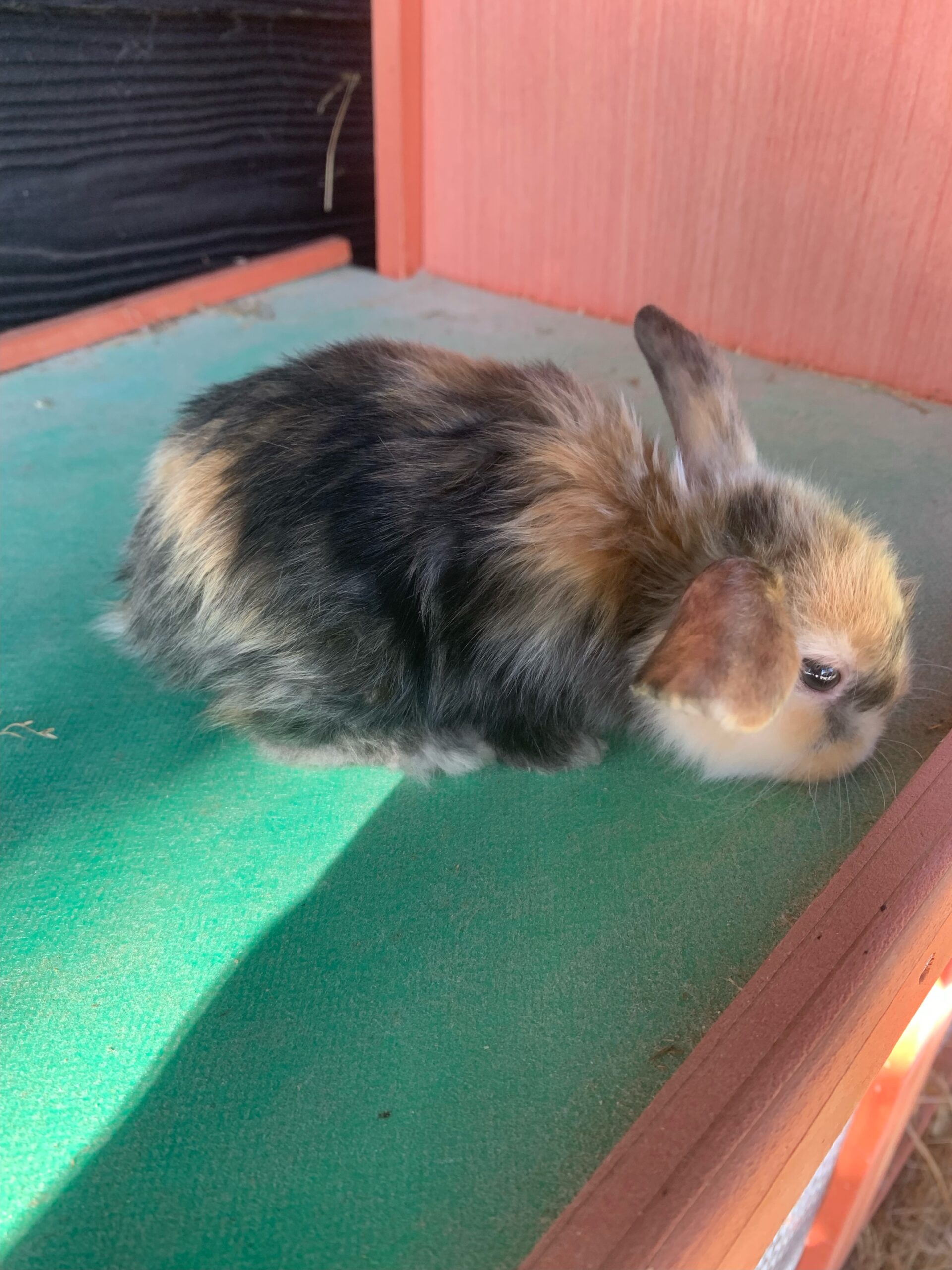 Kanin til salg og køb og salg af kanin og kaninunger