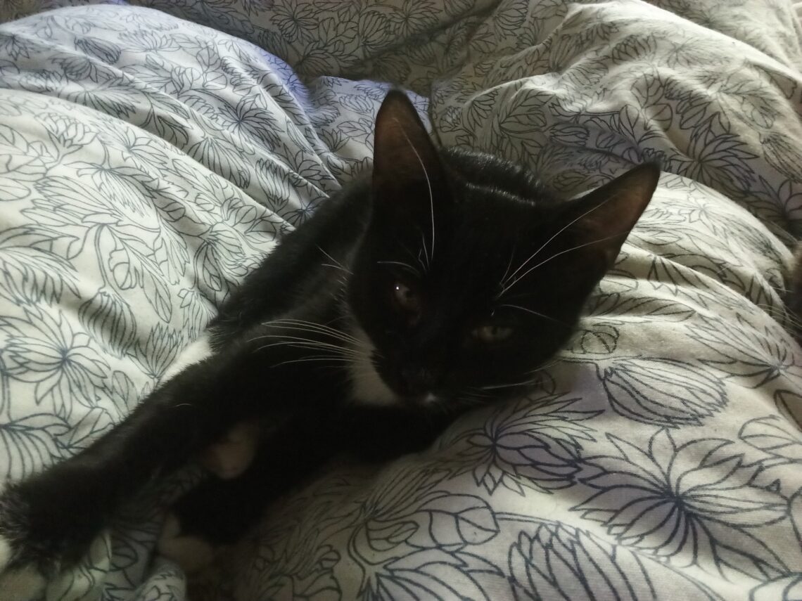 Katte og killinger til salg og salg eller køb af katte og killinger