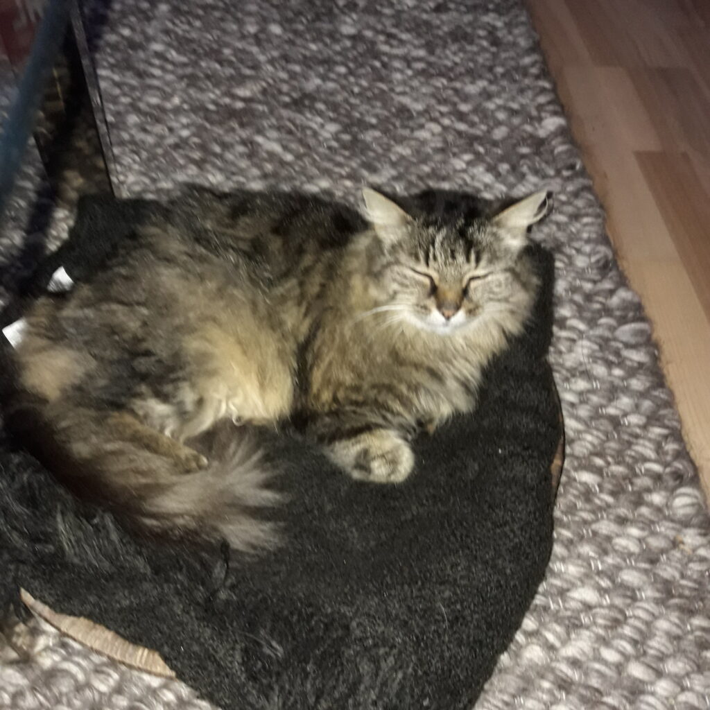 Lille skovkat blanding forsvundet – dyreformidlingen.dk