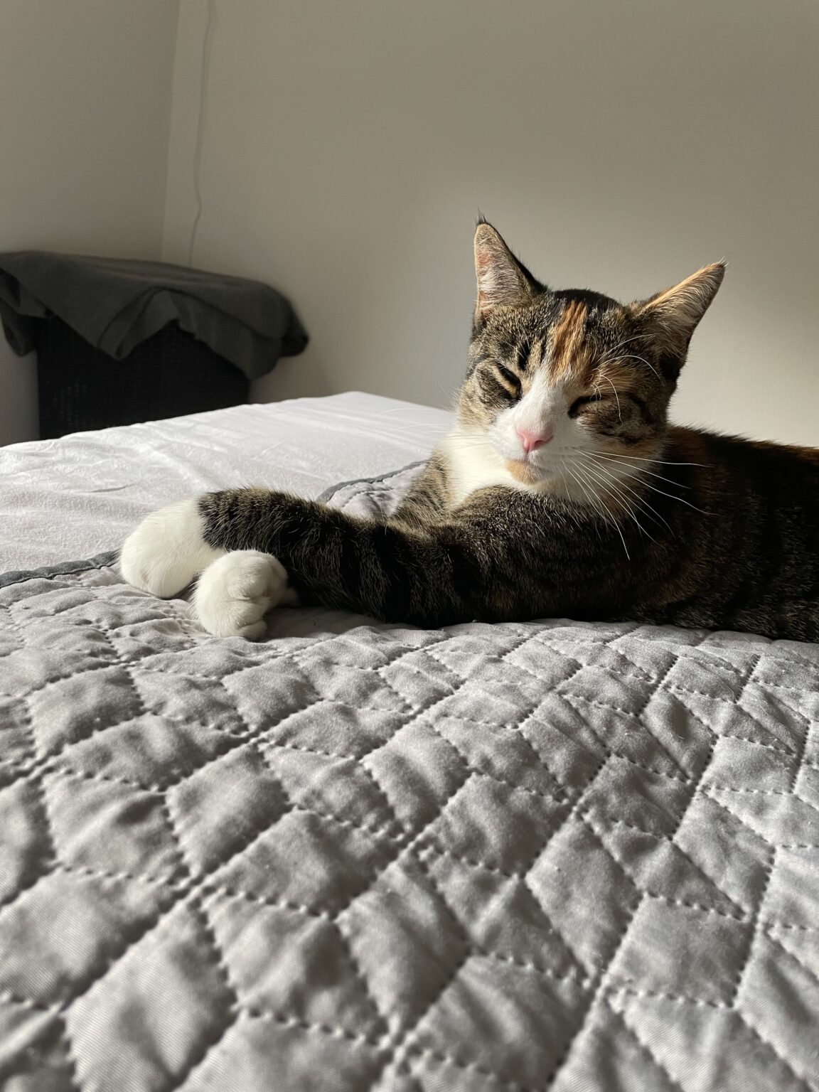 Katte og killinger til salg og salg eller køb af katte og killinger