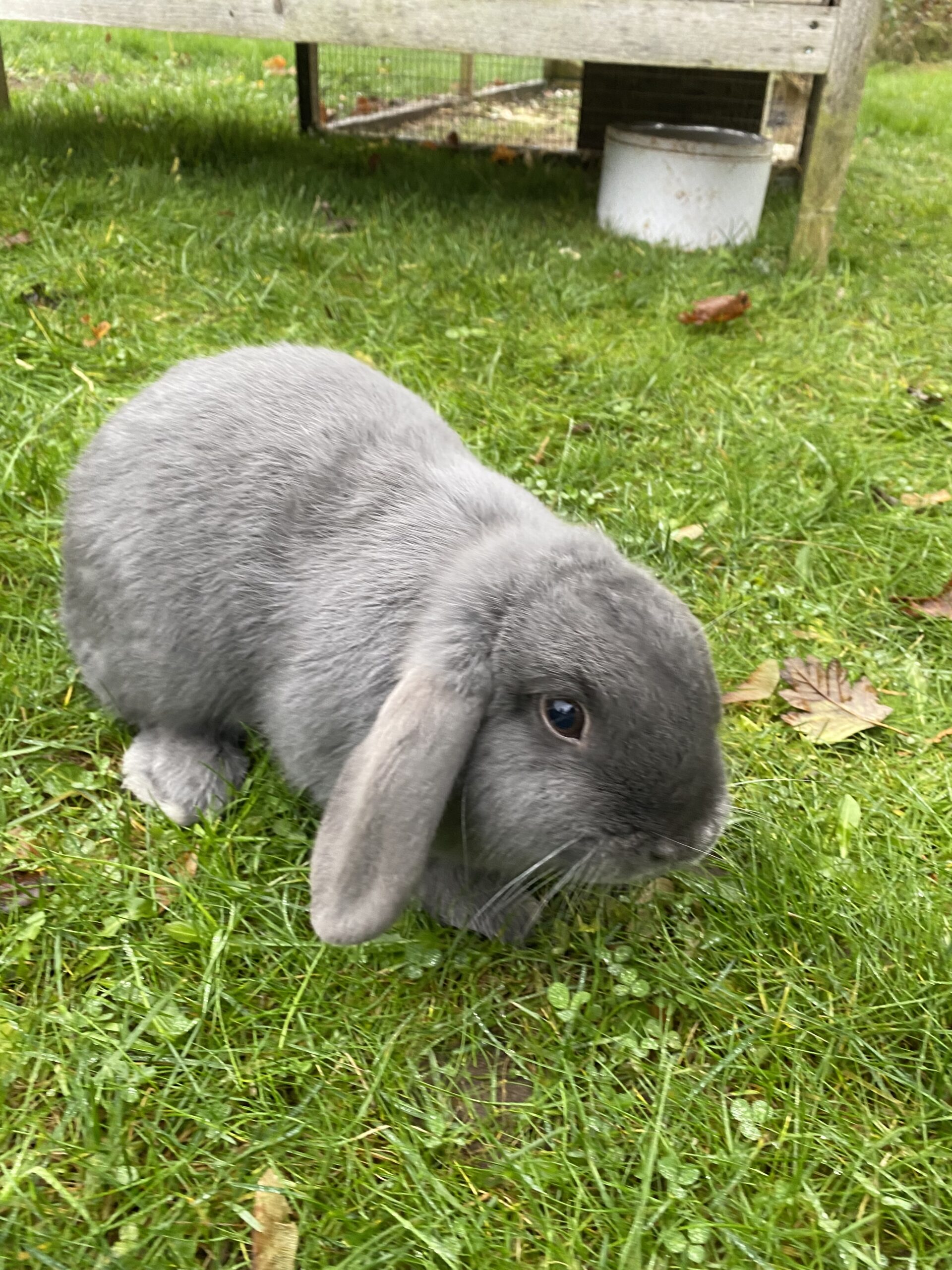 Kanin til salg og køb og salg af kanin og kaninunger