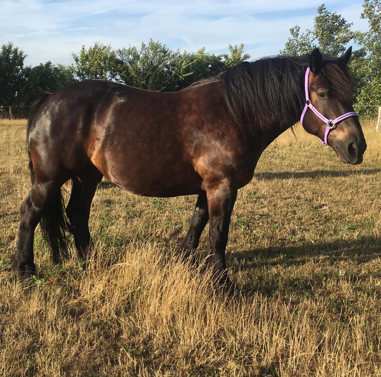 Efterlyst – Emil – dyreformidlingen.dk