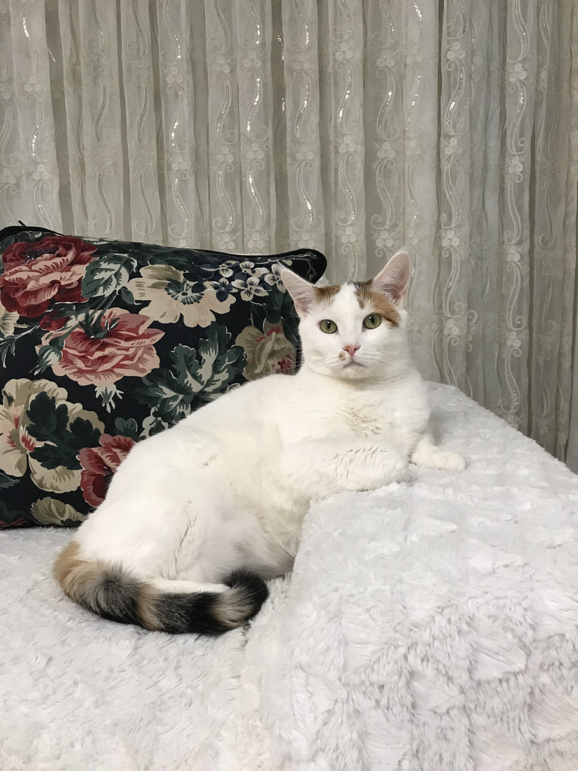 Katte og killinger til salg og salg eller køb af katte og killinger